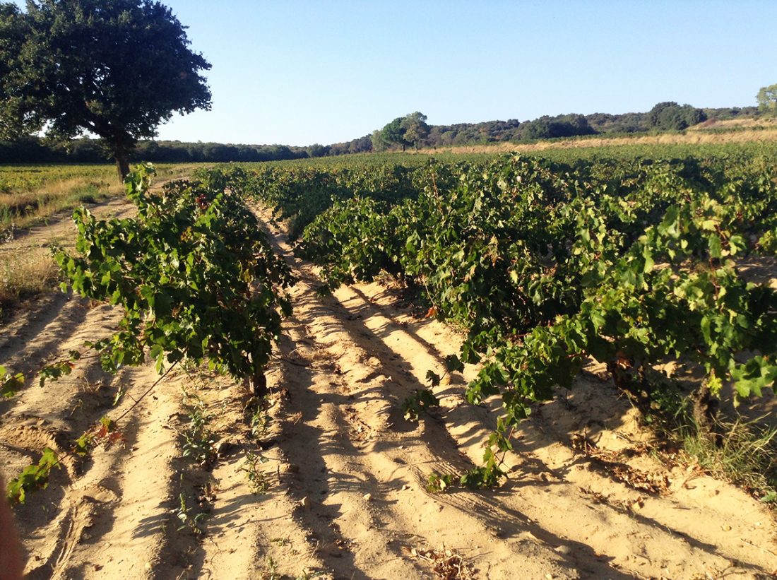 Les sols des vignes de la cave | Domaine Florence Mejan